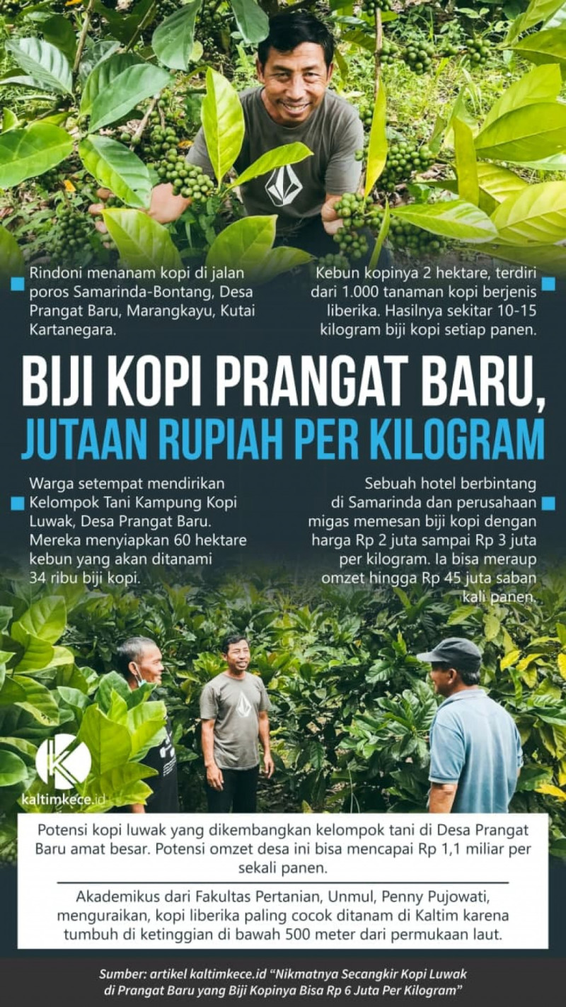 Infografik Biji Kopi dari Prangat Baru - Kaltim Kece