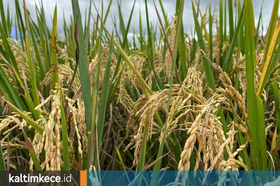 Panen Demplot Padi Meningkat Berkat Inovasi Digital Farming - Kaltim Kece